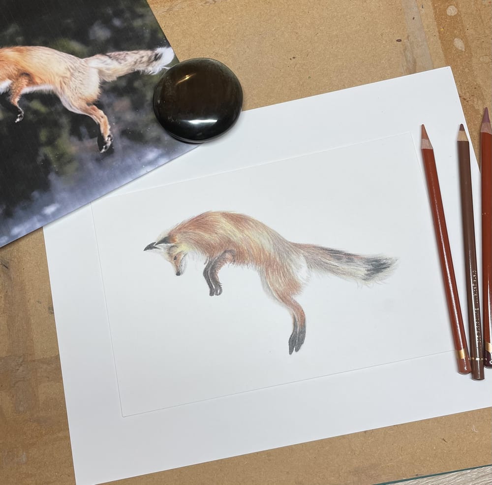 Coloured Pencil Fox | Skillshare Student Project