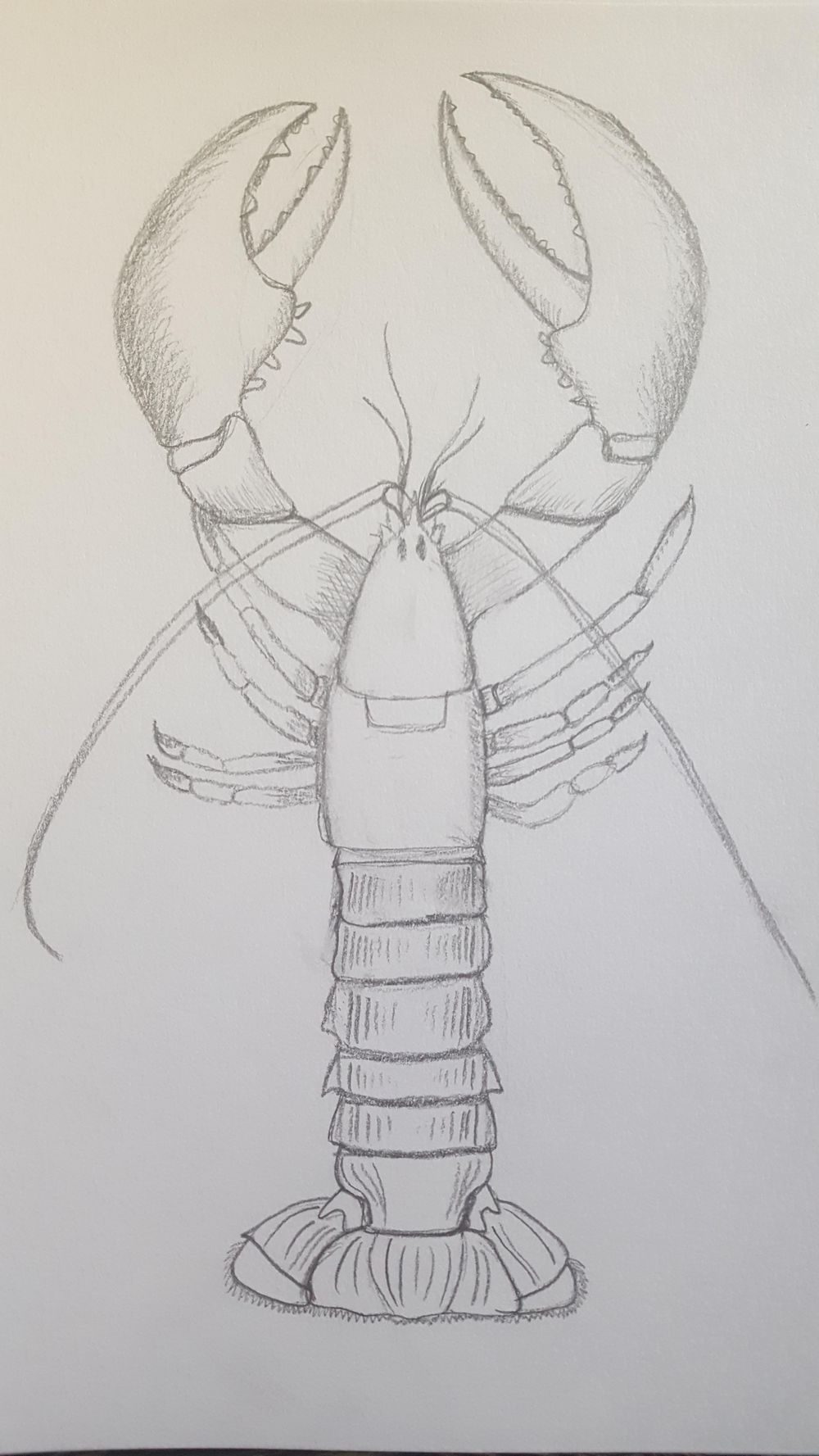 Drawing a lobster | Skillshare Student Project