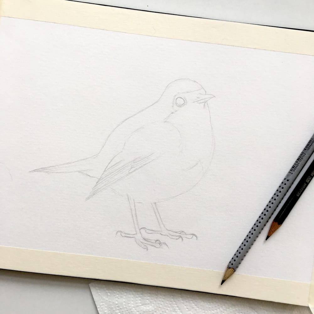 Robin Watercolor Skillshare Student Project