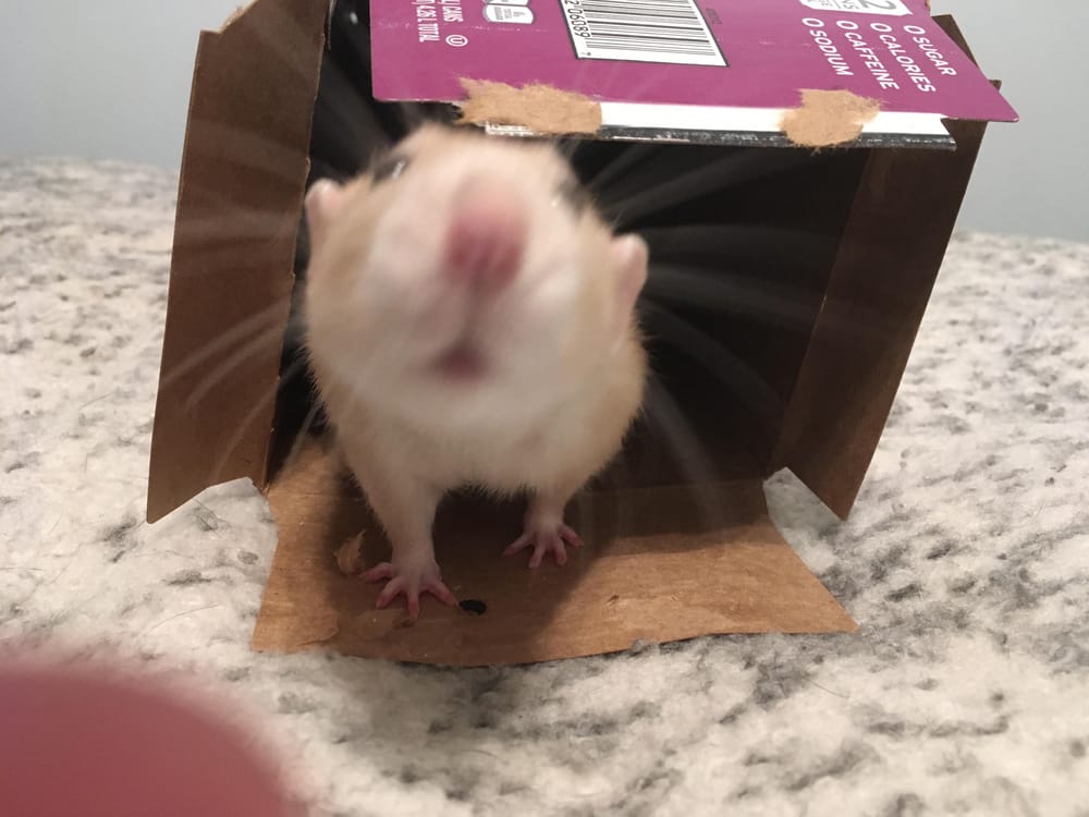 My Rat Mango | Skillshare Student Project