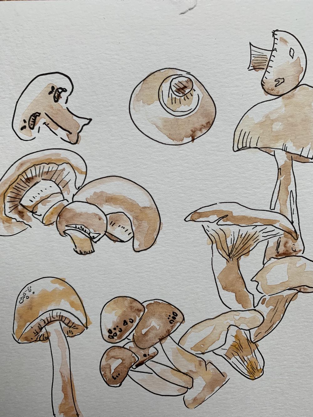 Watercolor and Ink Practice | Skillshare Student Project