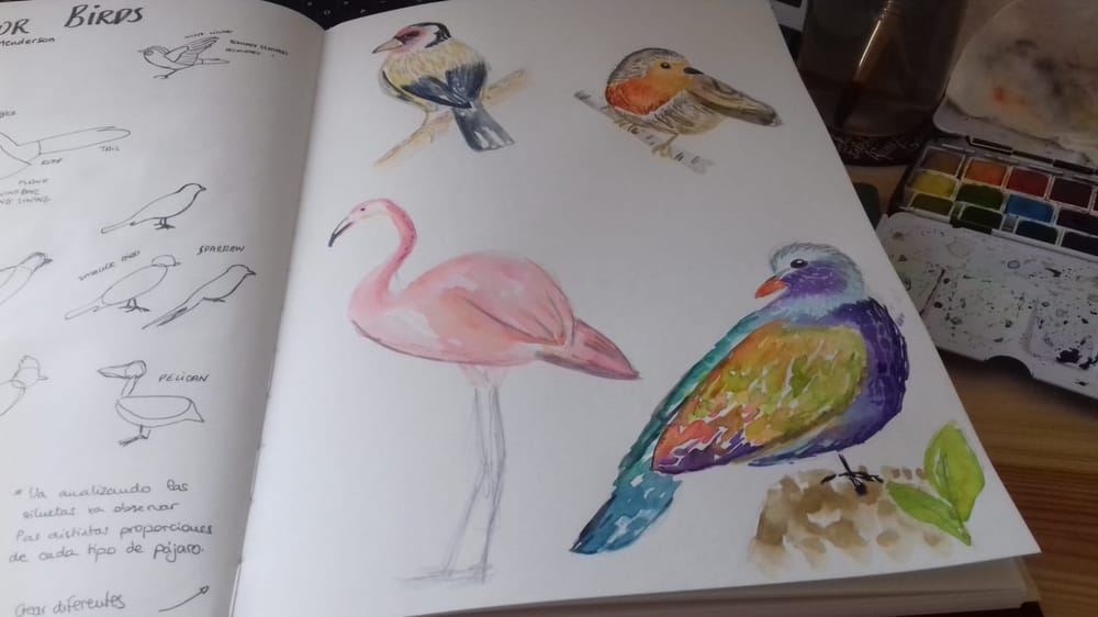Watercolor Birds | Skillshare Student Project