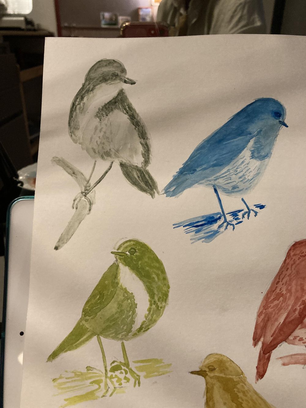 Birds | Skillshare Student Project