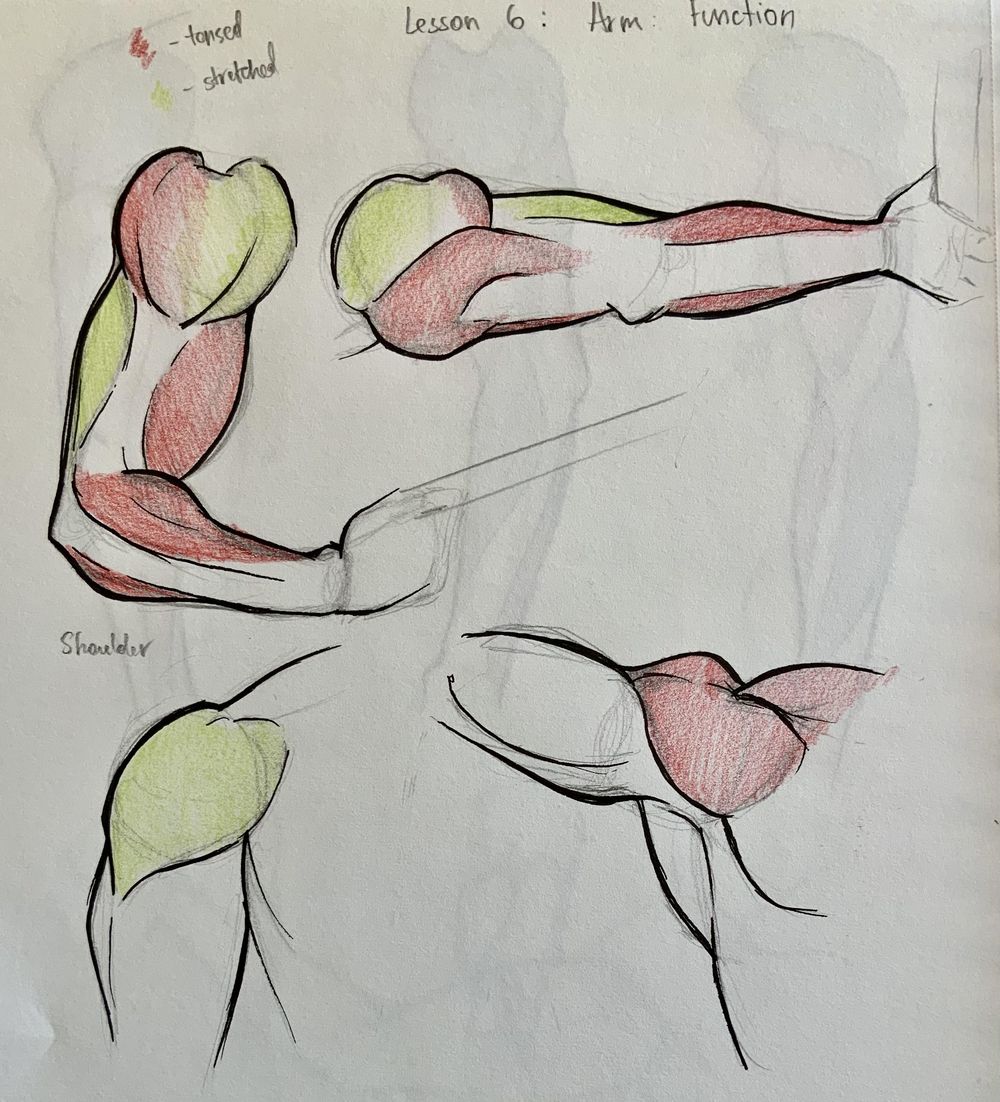 28-Day Anatomy Challenge | Skillshare Student Project