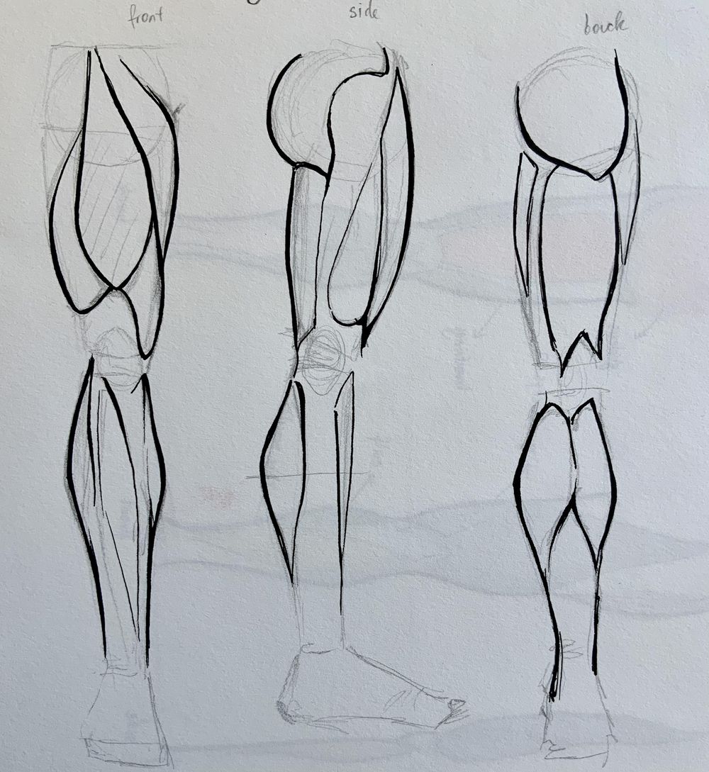 28-Day Anatomy Challenge | Skillshare Student Project