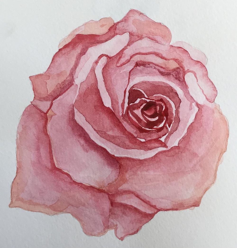 Watercolour roses | Skillshare Student Project