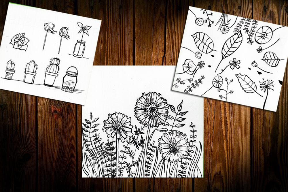 Botanical Line Drawing | Skillshare Student Project