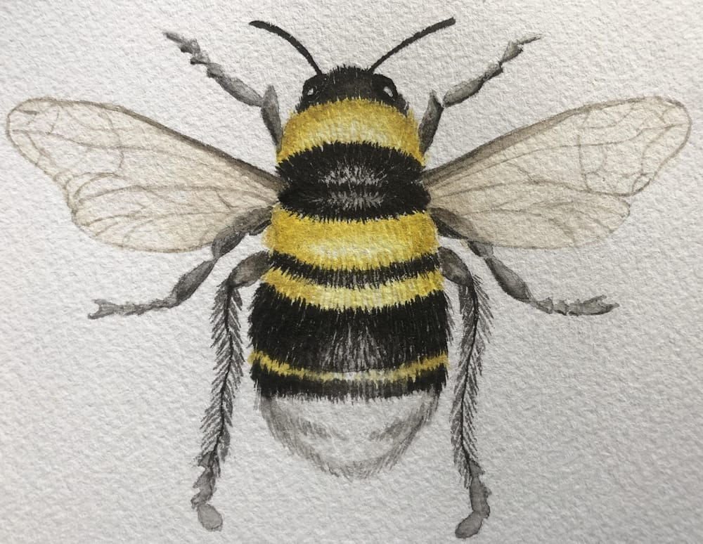 Watercolor bumblebee | Skillshare Student Project