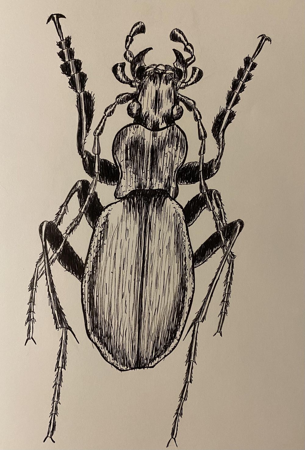 Bug sketches | Skillshare Student Project