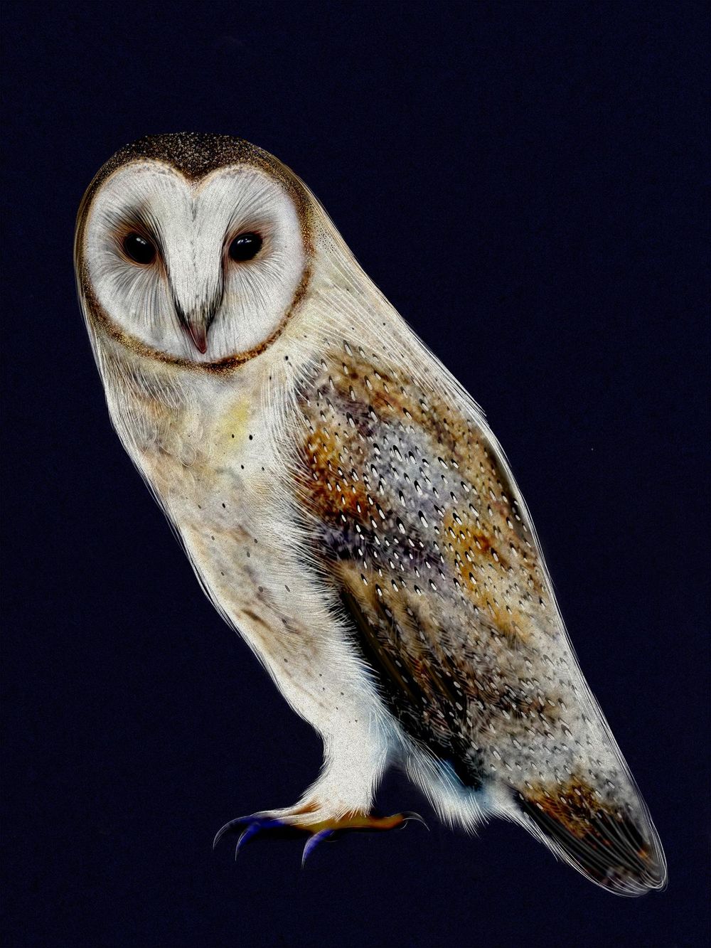 Barn Owl W.I.P | Skillshare Student Project