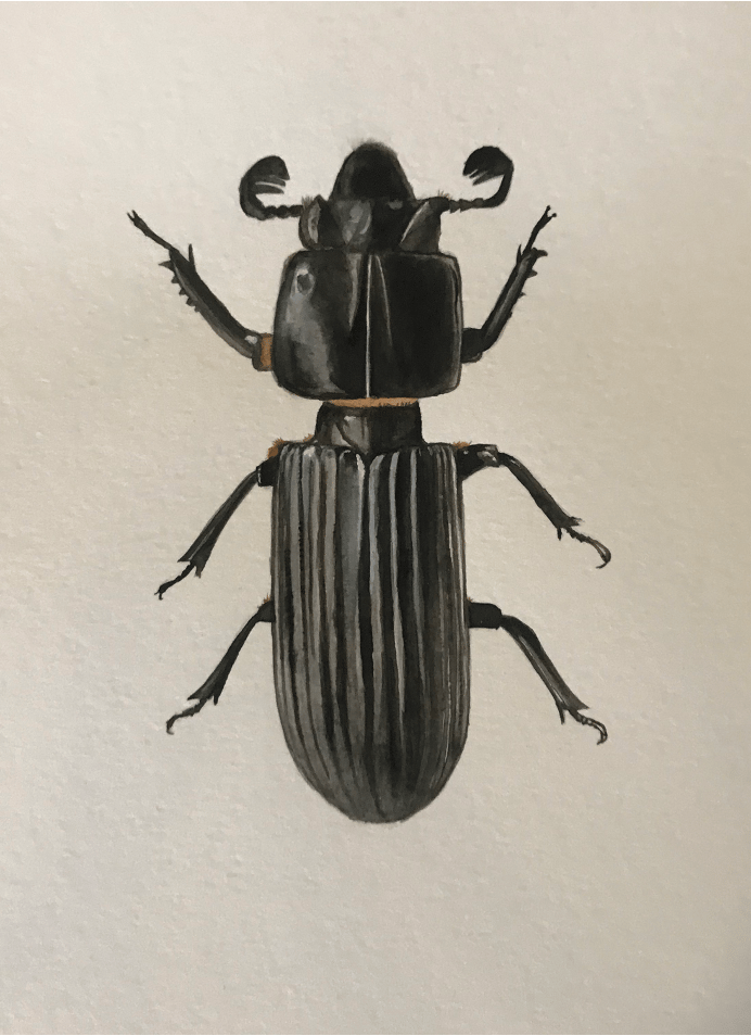 Beetle | Skillshare Student Project