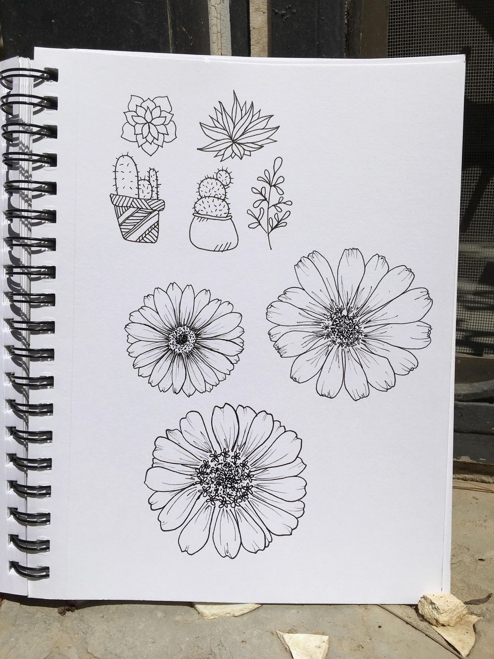 Botanical Line Drawings Practice | Skillshare Student Project
