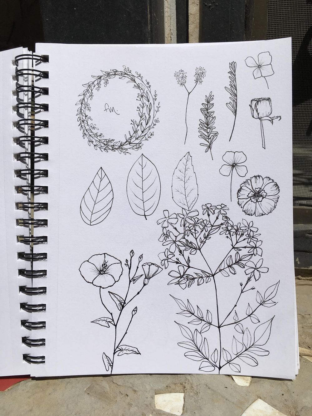 Botanical Line Drawings Practice | Skillshare Student Project