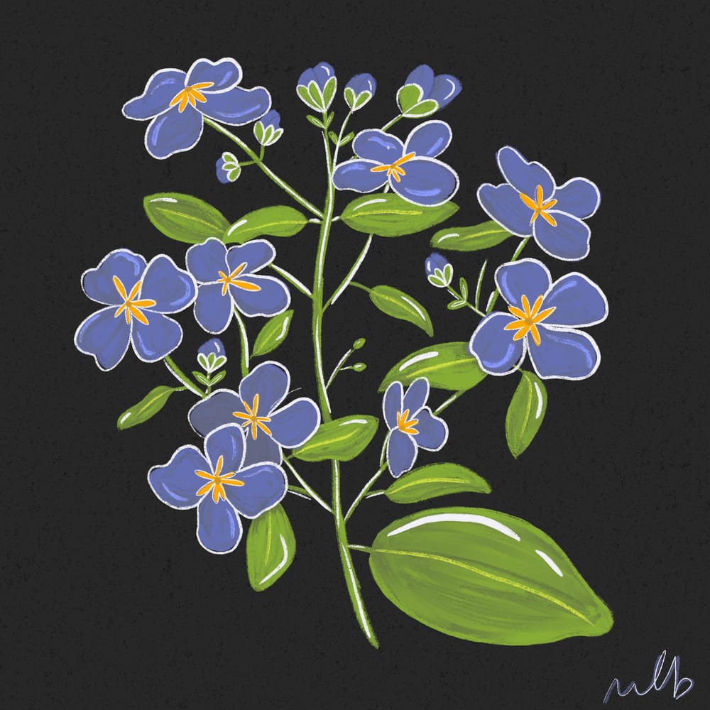 Procreate wildflowers | Skillshare Student Project Procreate wildflowers | Skillshare Student Project