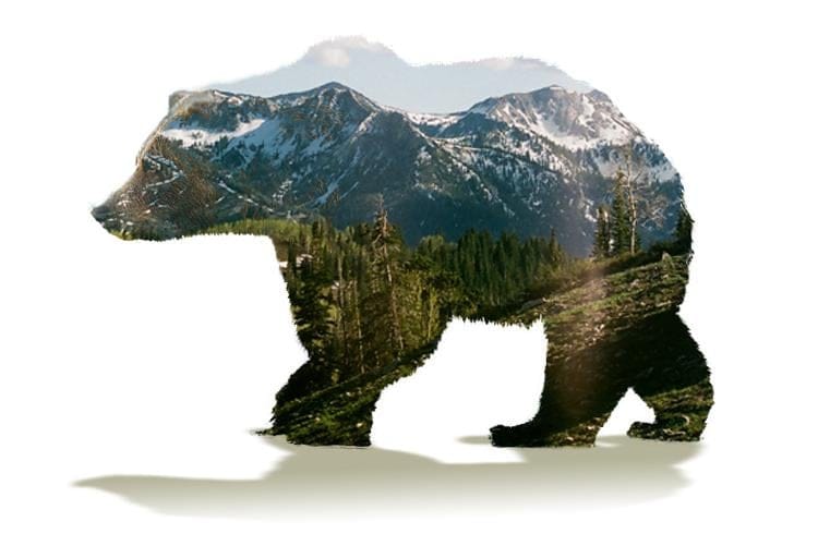 Bear in mountains | Skillshare Student Project