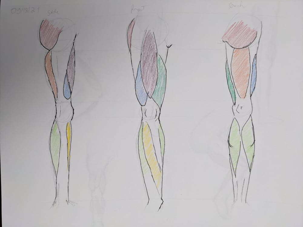 Anatomy Drawing | Skillshare Student Project