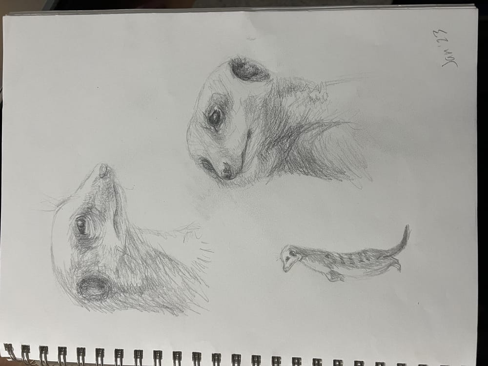 Animal Sketching | Skillshare Student Project