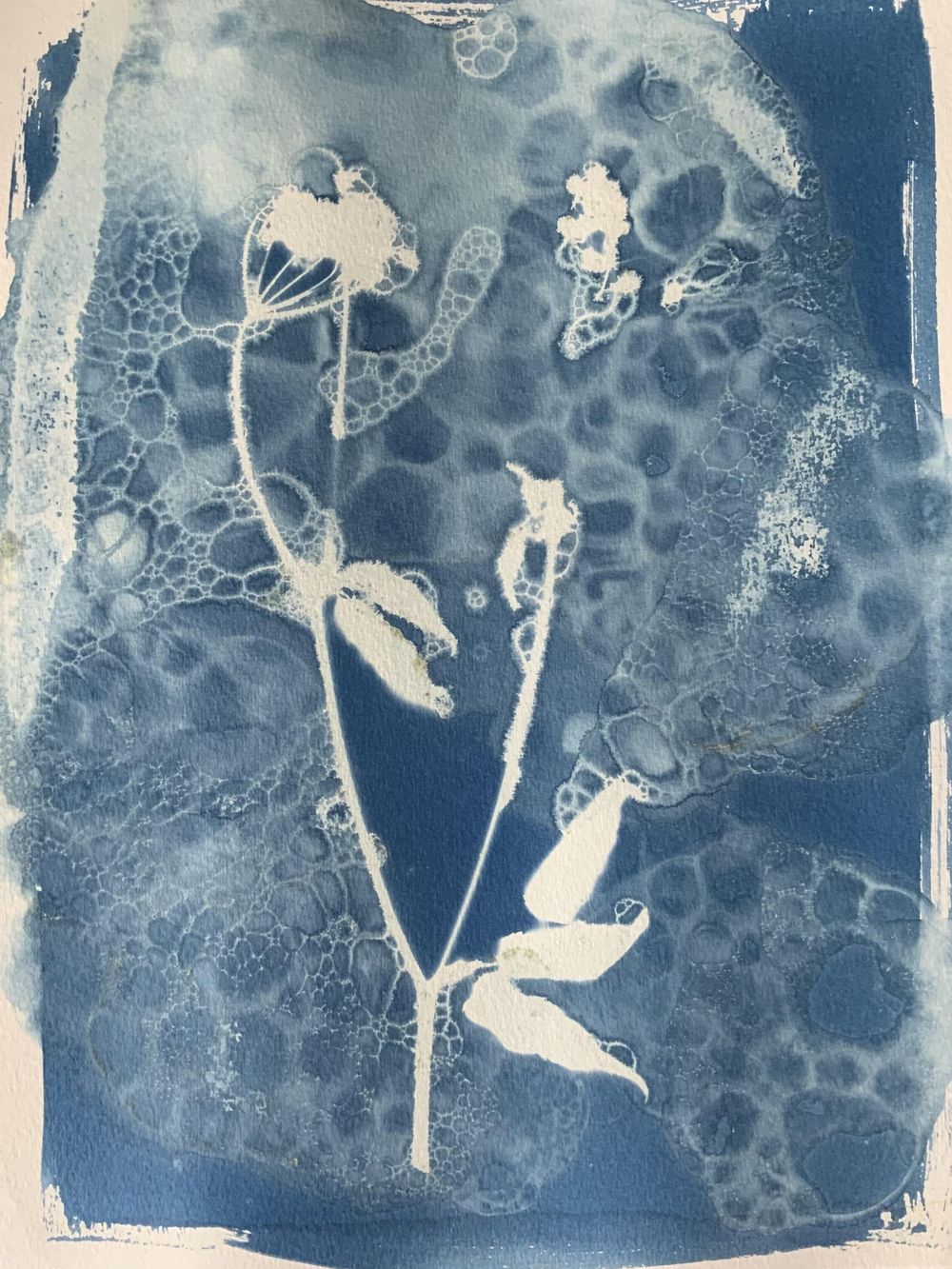 Wet cyanotype | Skillshare Student Project