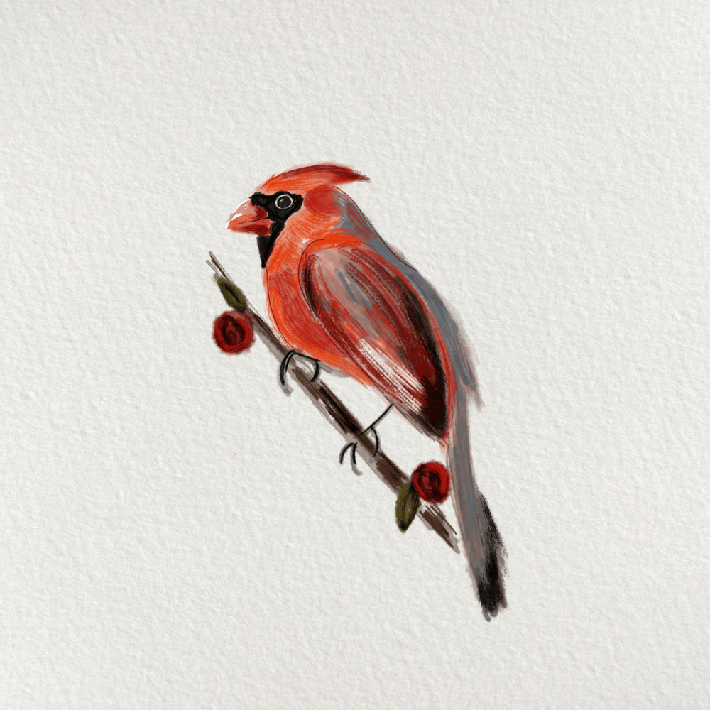 Red Cardinal Bird | Skillshare Student Project