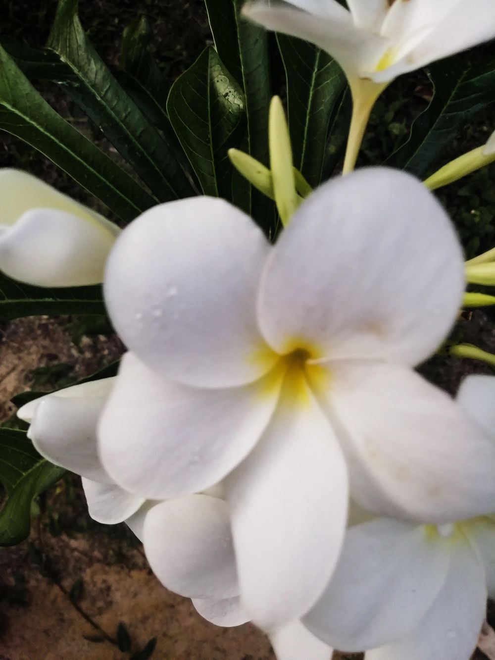 Muse: flower | Skillshare Student Project