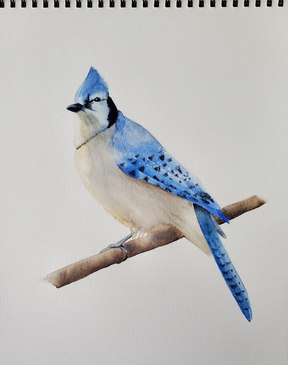 Blue bird | Skillshare Student Project