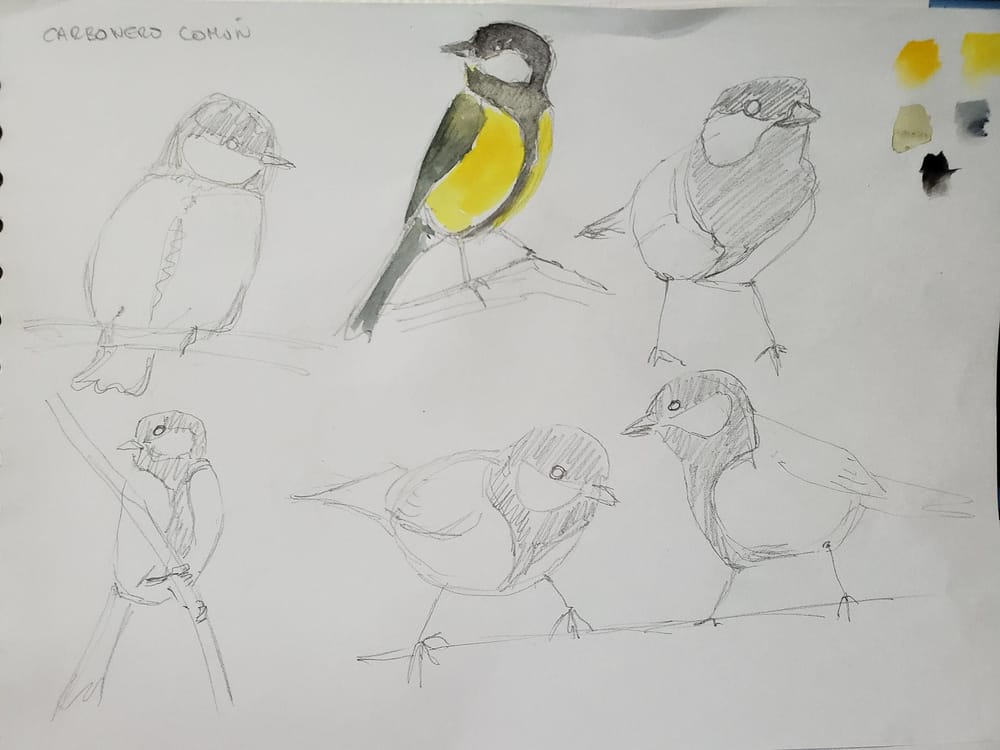 Drawing birds | Skillshare Student Project