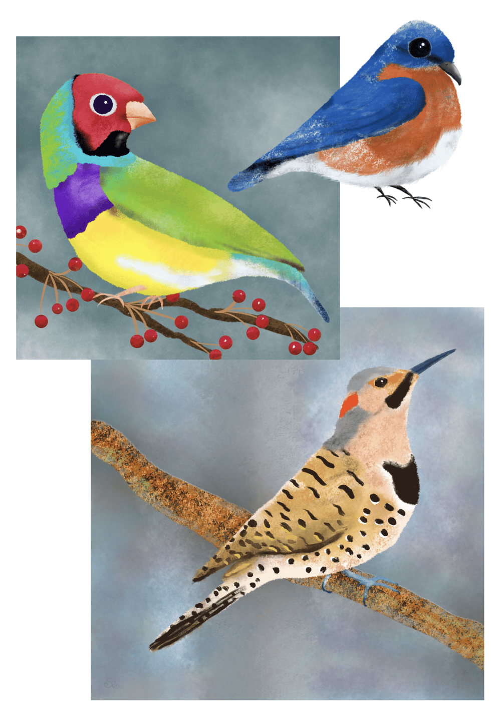 Birds in Color | Skillshare Student Project