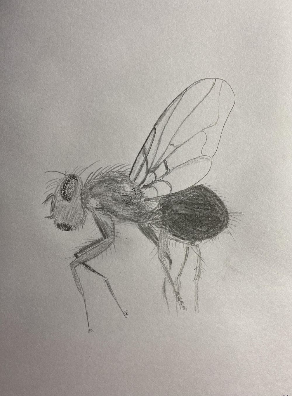 Always Drawing: 7 Creative Exercises | Skillshare Student Project