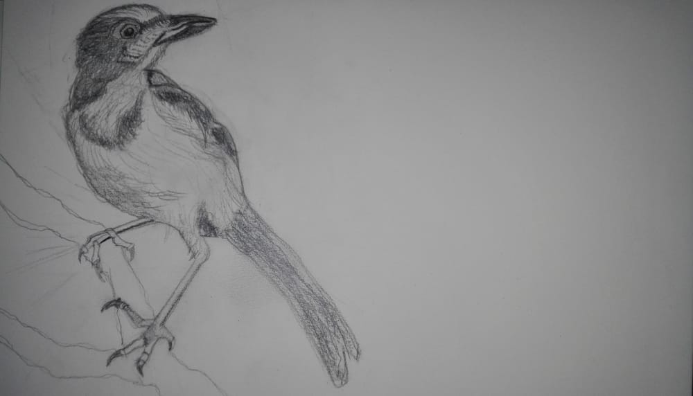 Bird | Skillshare Student Project