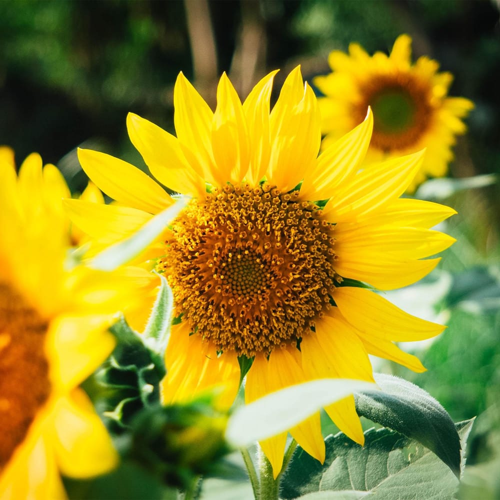 Enchanted Image Sorcerer | Skillshare Student Project