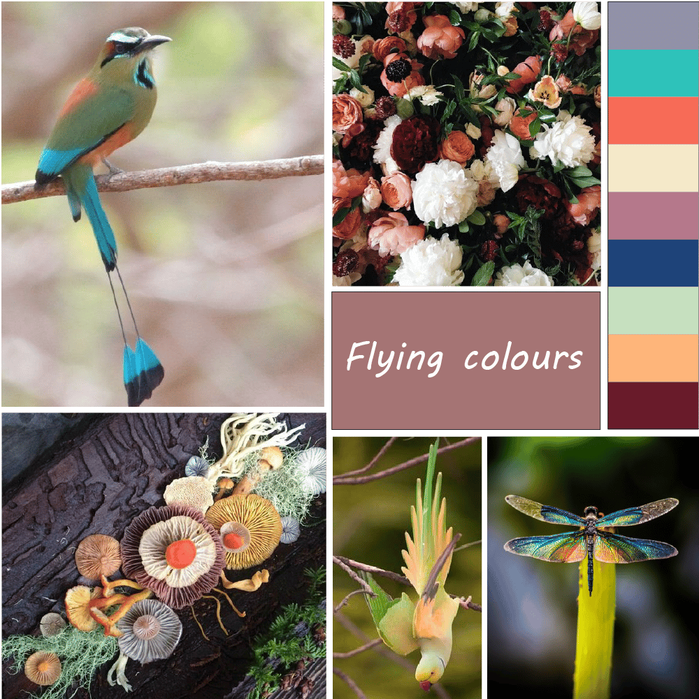 Flying colours | Skillshare Student Project