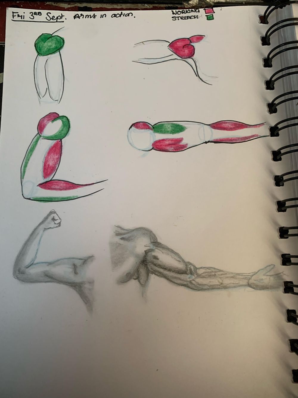 Jazza's 28-Day Drawing Challenge: Anatomy | Skillshare Student Project