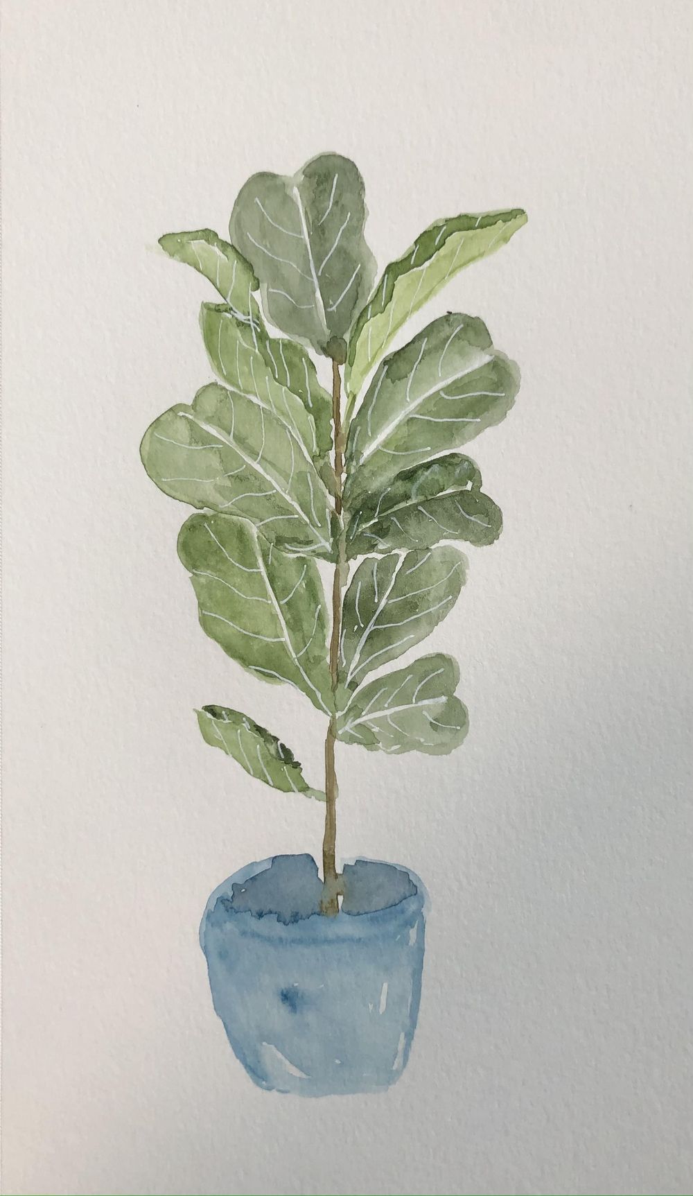 Fiddleleaf fig | Skillshare Student Project