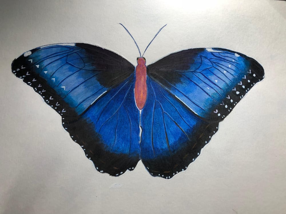 Beginner's Butterfly | Skillshare Student Project