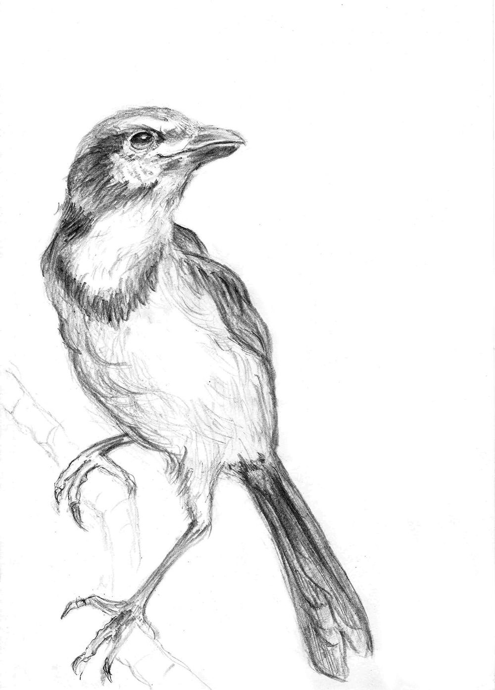 Drawing Basic skills | Skillshare Student Project