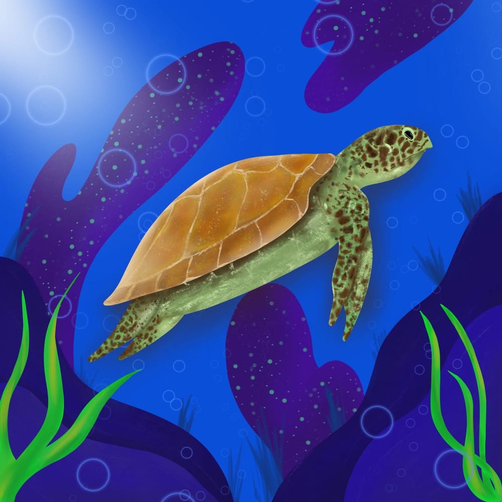 Sea Turtle | Skillshare Student Project