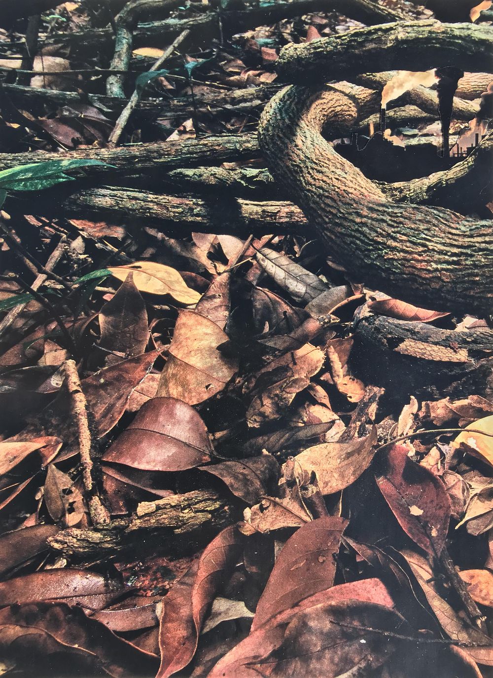 First three collages | Skillshare Student Project