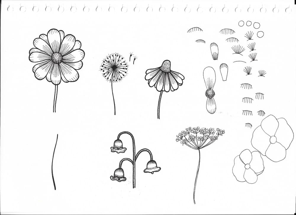 How to Draw Wildflowers (in progress) | Skillshare Student Project