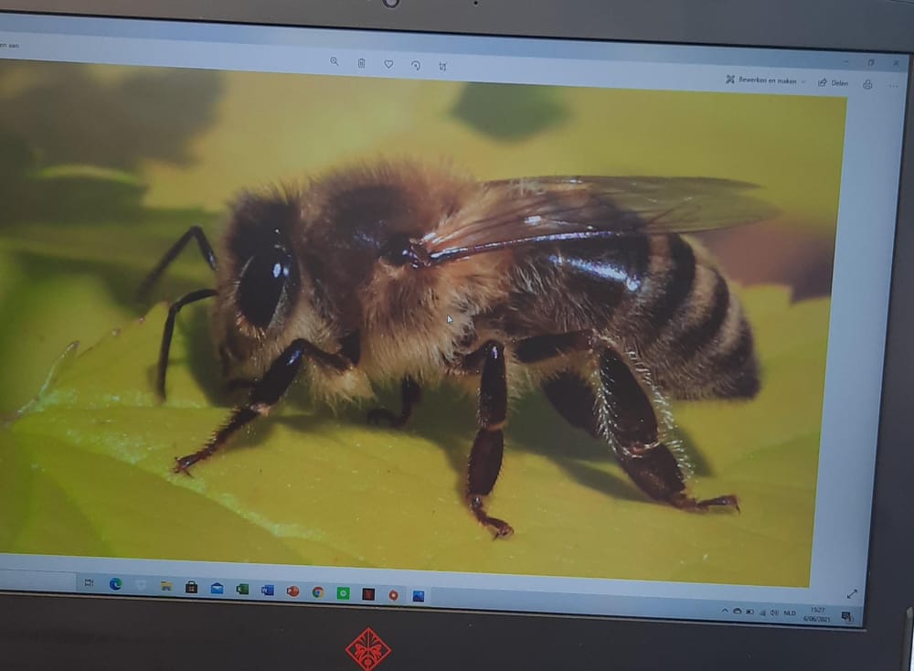 Mixed media bee | Skillshare Student Project