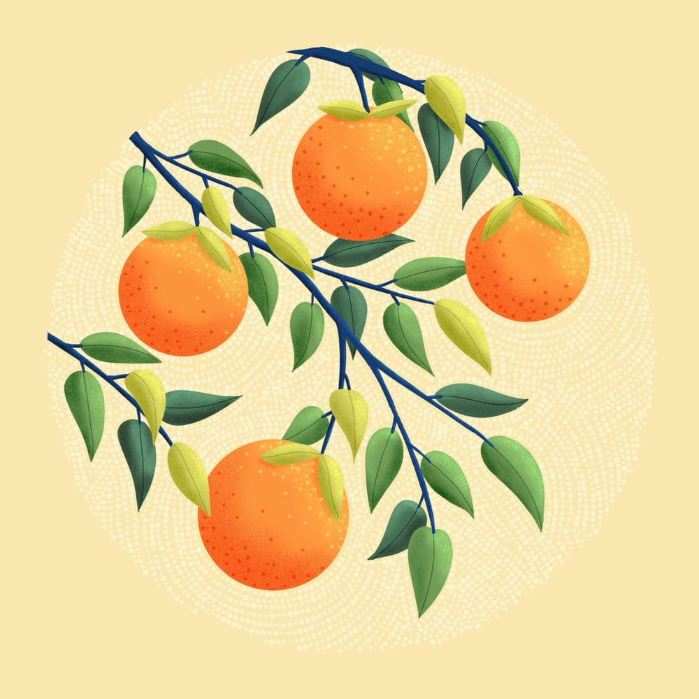 Oranges | Skillshare Student Project