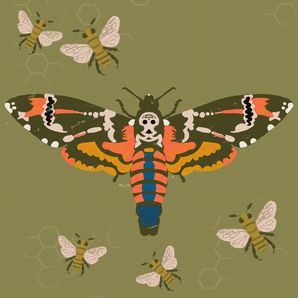 Death's Head Moth | Skillshare Student Project