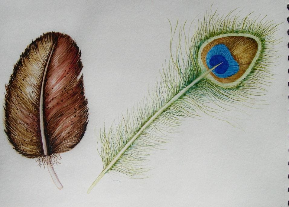 How to Paint Feathers | Skillshare Student Project