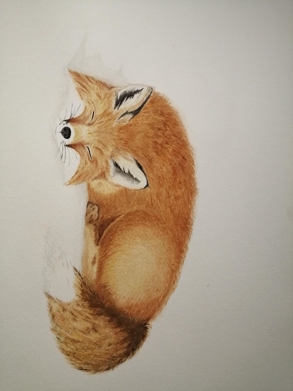 Fox | Skillshare Student Project