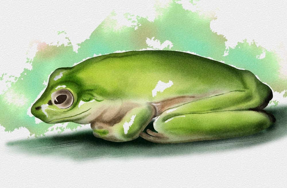 Pear, Kingfisher, Frog | Skillshare Student Project
