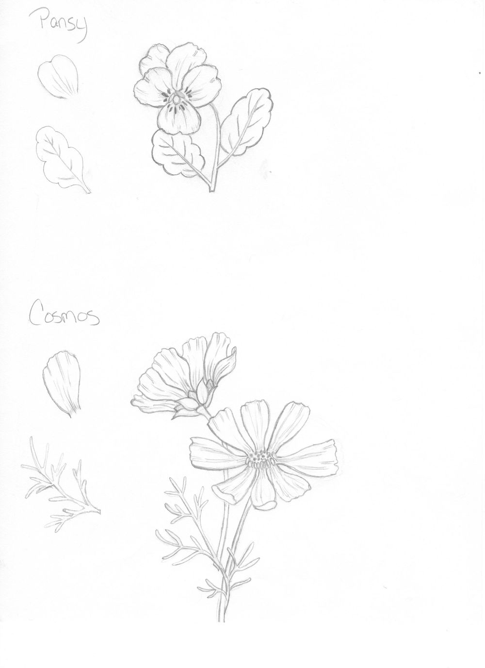 Learn To Draw Flowers Assignment | Skillshare Student Project Learn To Draw Flowers Assignment | Skillshare Student Project