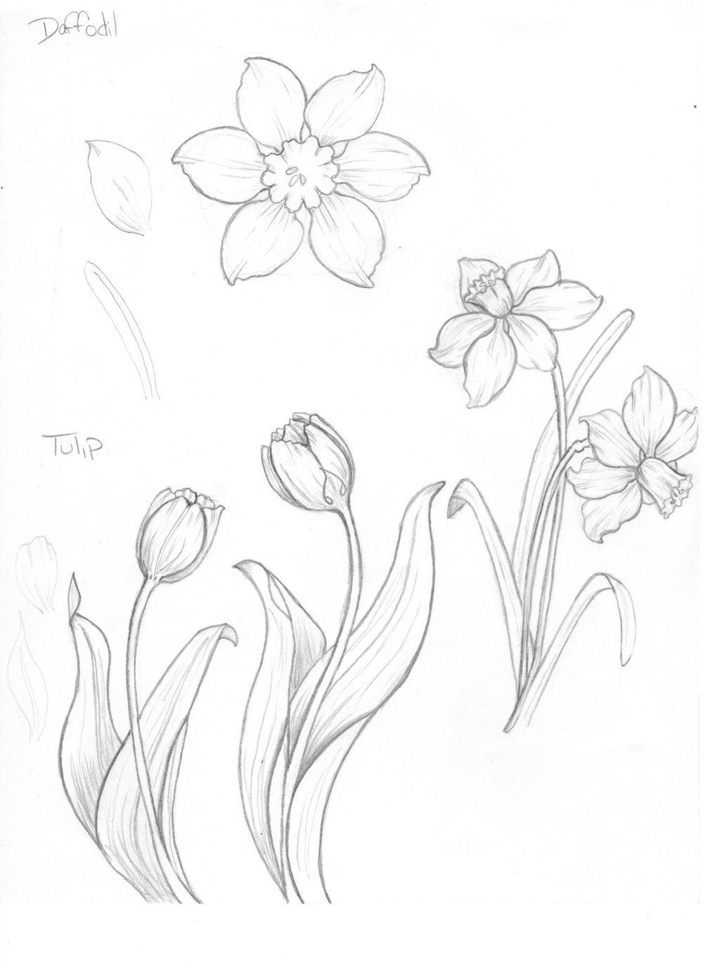 Learn To Draw Flowers Assignment | Skillshare Student Project Learn To Draw Flowers Assignment | Skillshare Student Project