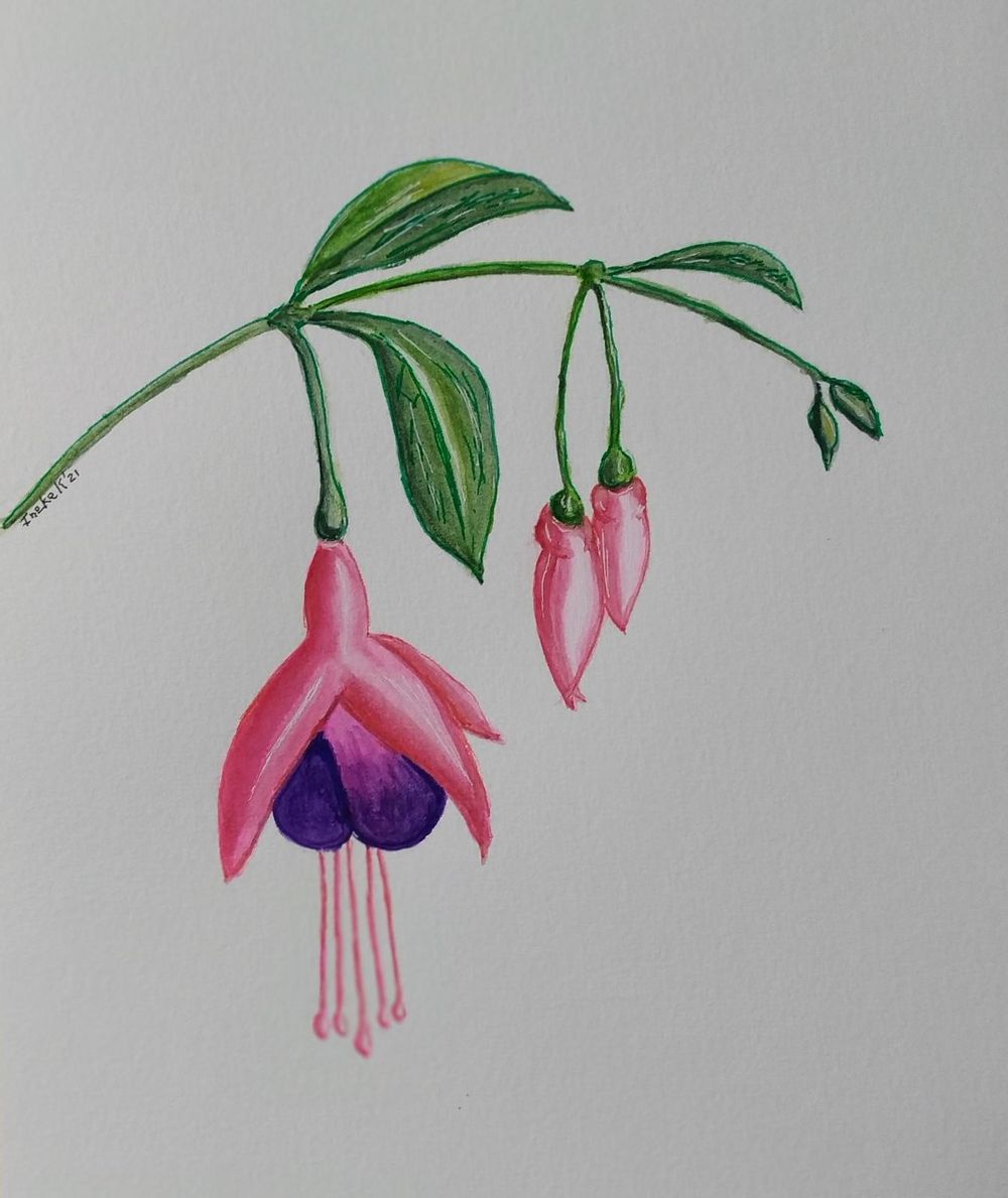 How To Draw A Fuchsia Flower | Best Flower Site