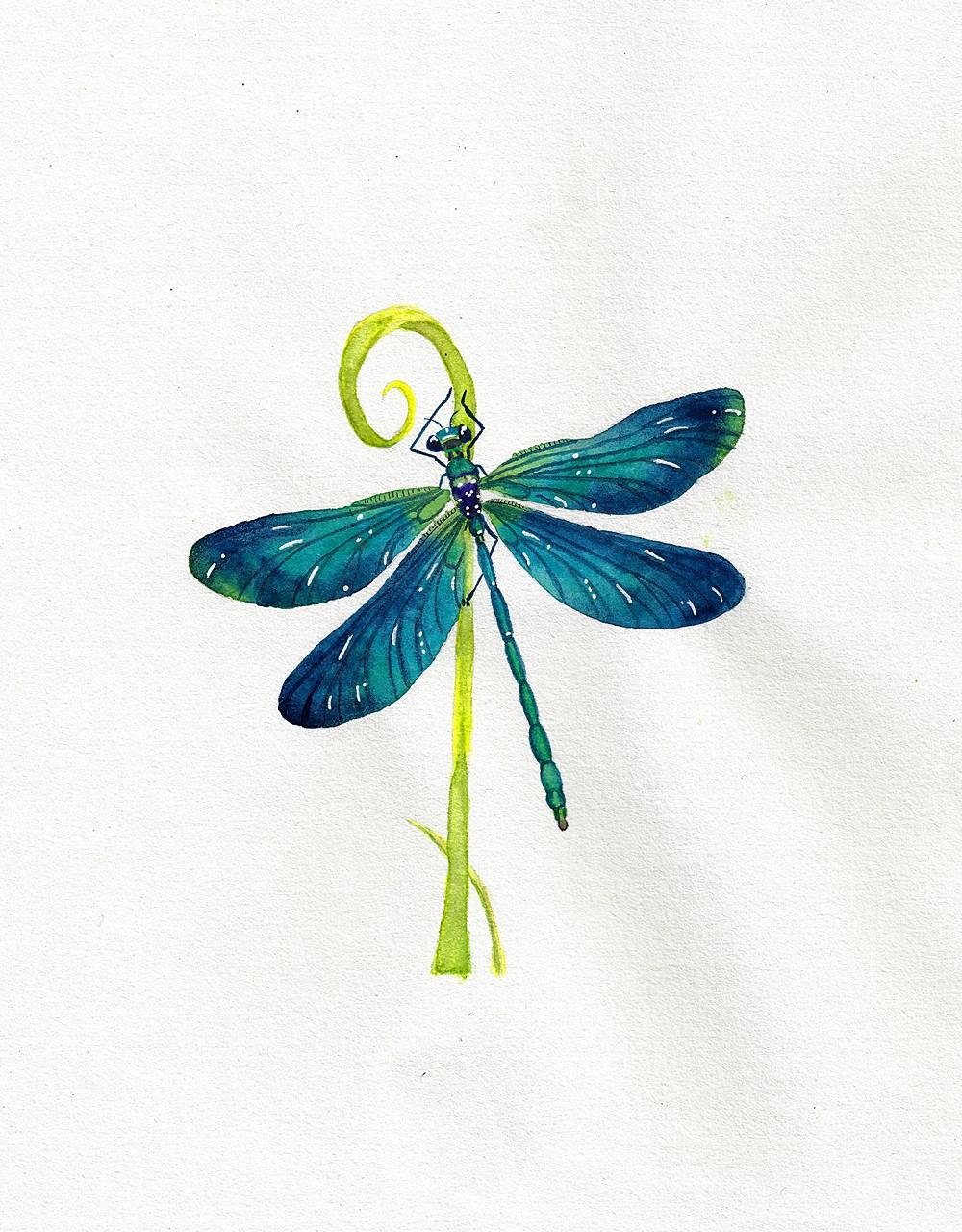 Watercolor dragonfly "beautiful demoiselle" - "calopteryx virgo" | Skillshare Student Project