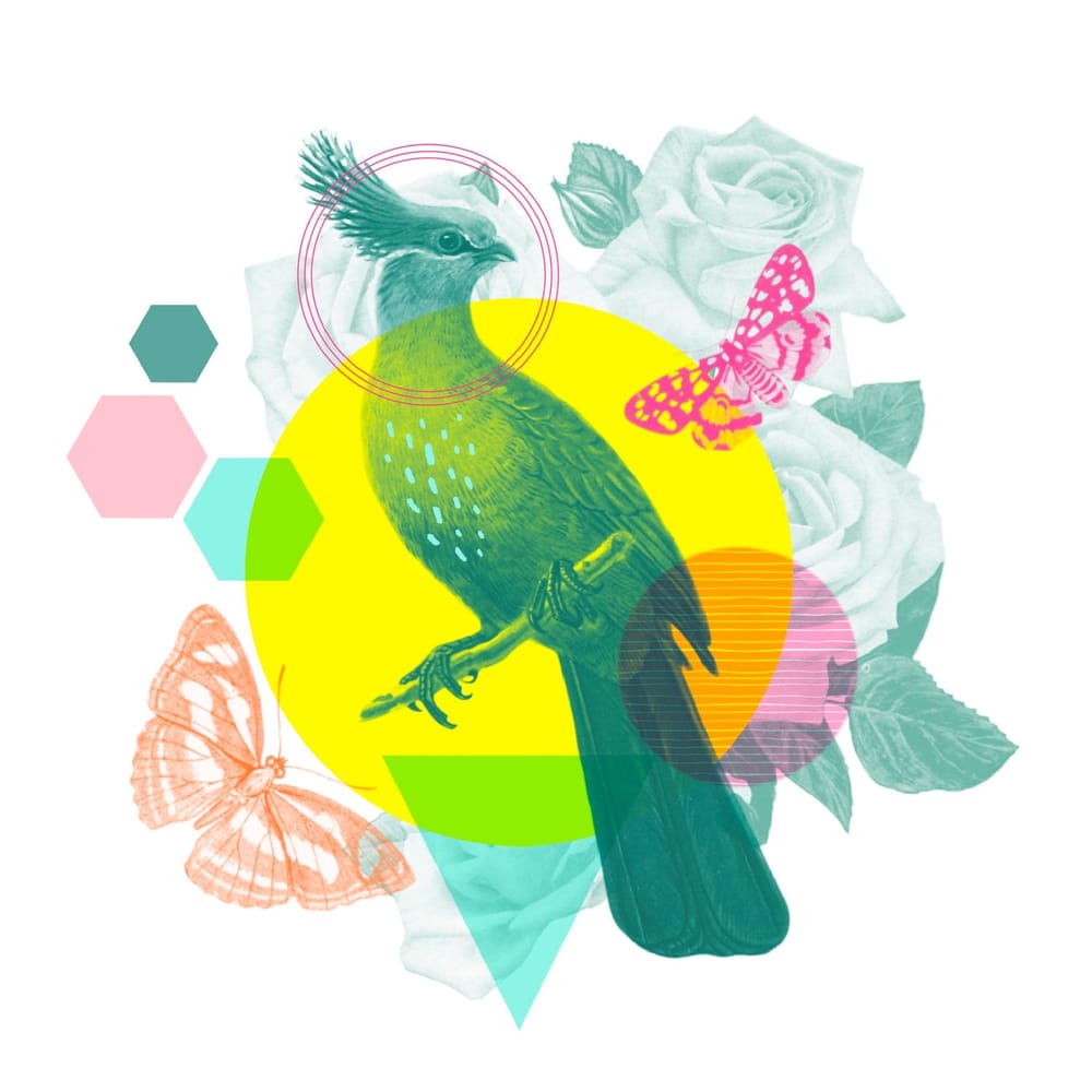 Bird collage | Skillshare Student Project