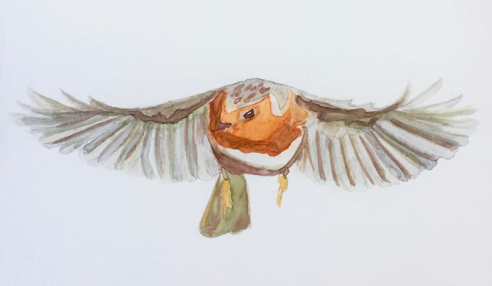 Wings Spread Robin | Skillshare Student Project